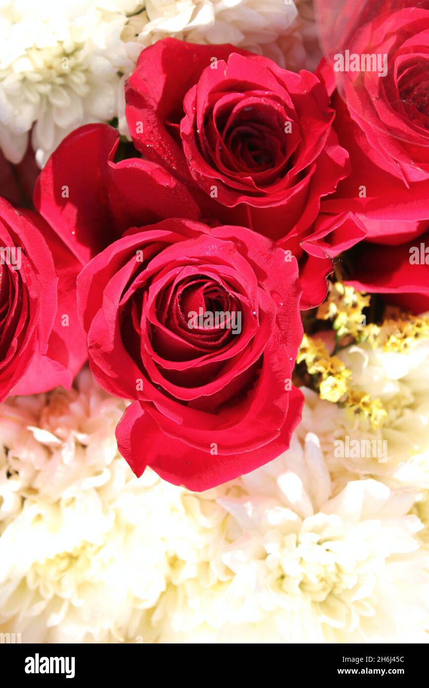 Gorgeous bouquet of fresh cheerful flowers in full bloom under the ...