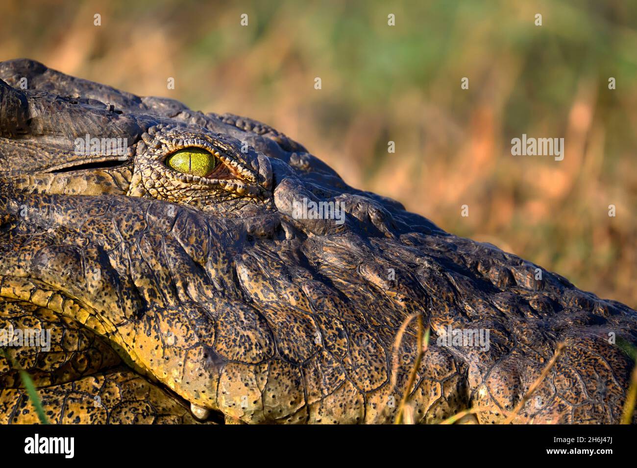 Nile crocodile face closeup hi-res stock photography and images - Alamy