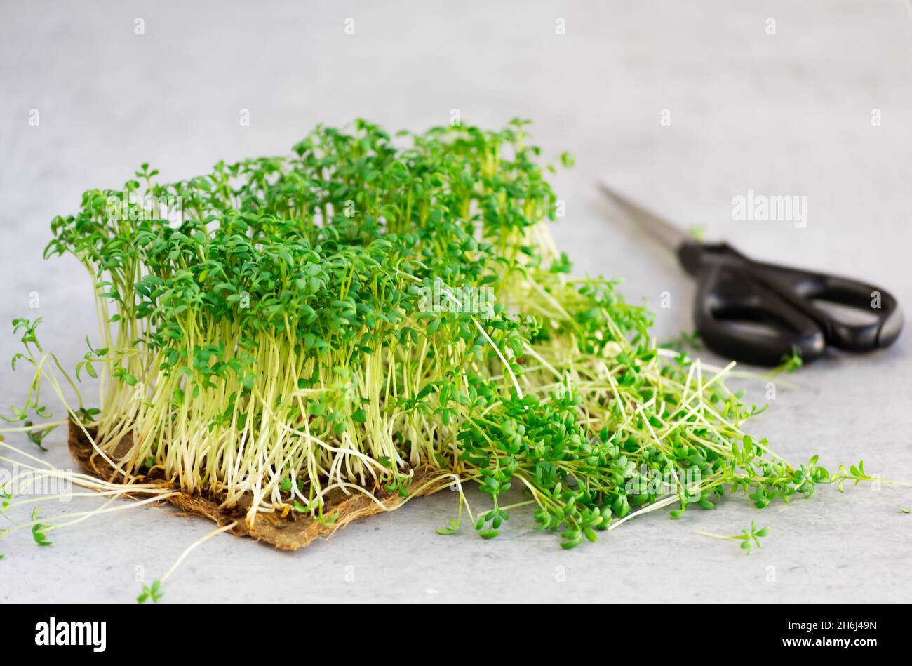 Young cress plants on a grey background and lying scissors, microgreens ...