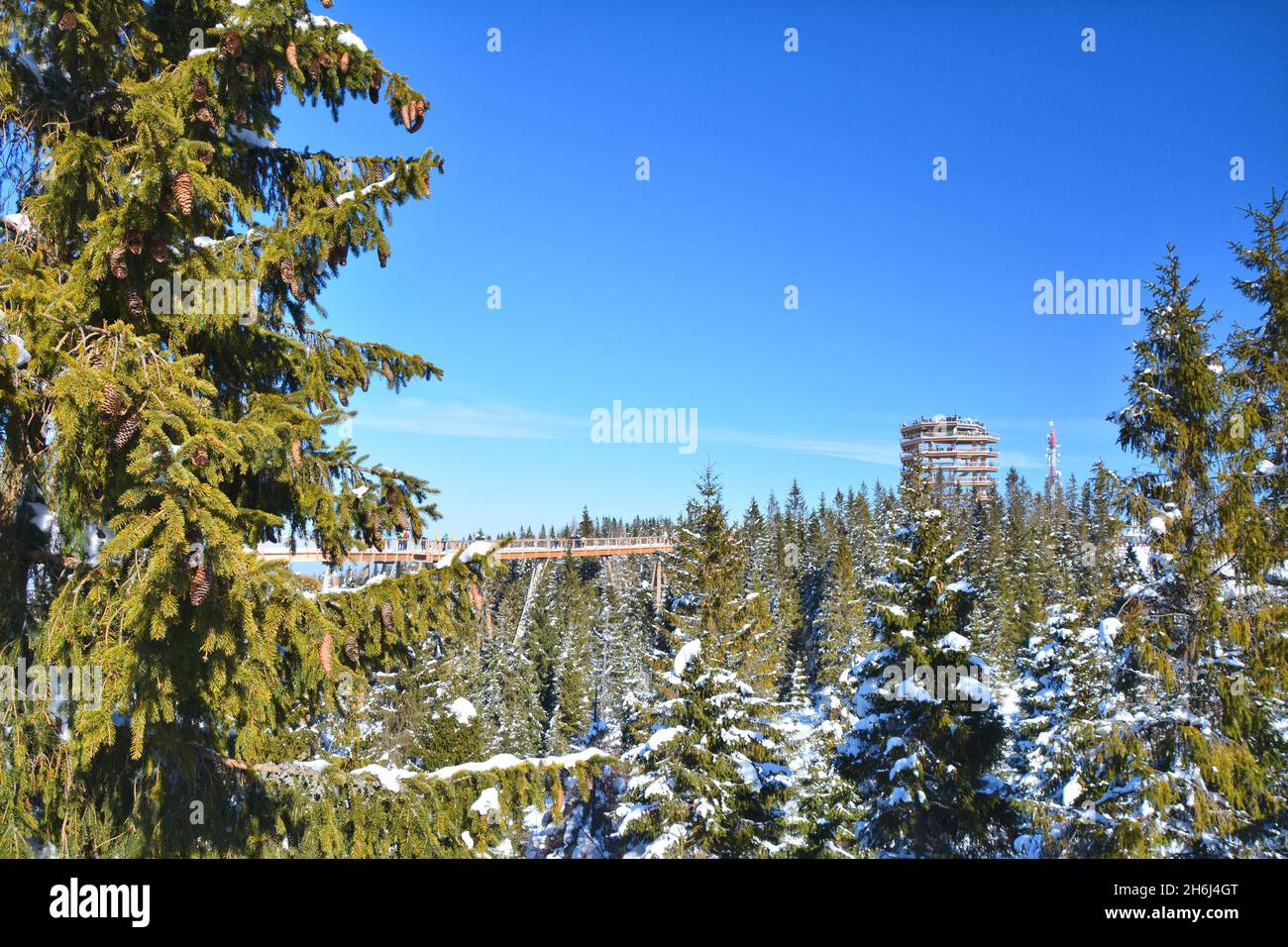The treetop walk Bachledka in Bachledova valley in Slovakia. View ...