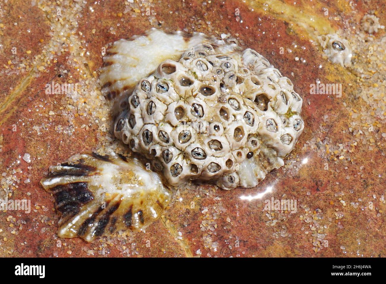 Common limpet shell in the sand, Algarve Portugal Stock Photo - Alamy