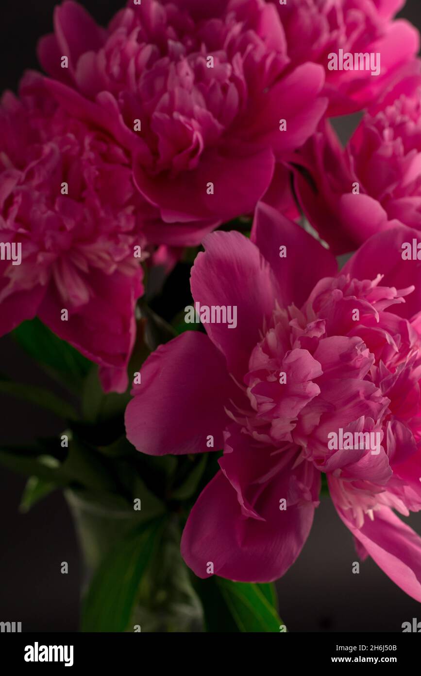 Peony against a dark background. Floral wallpaper with beautiful pink ...