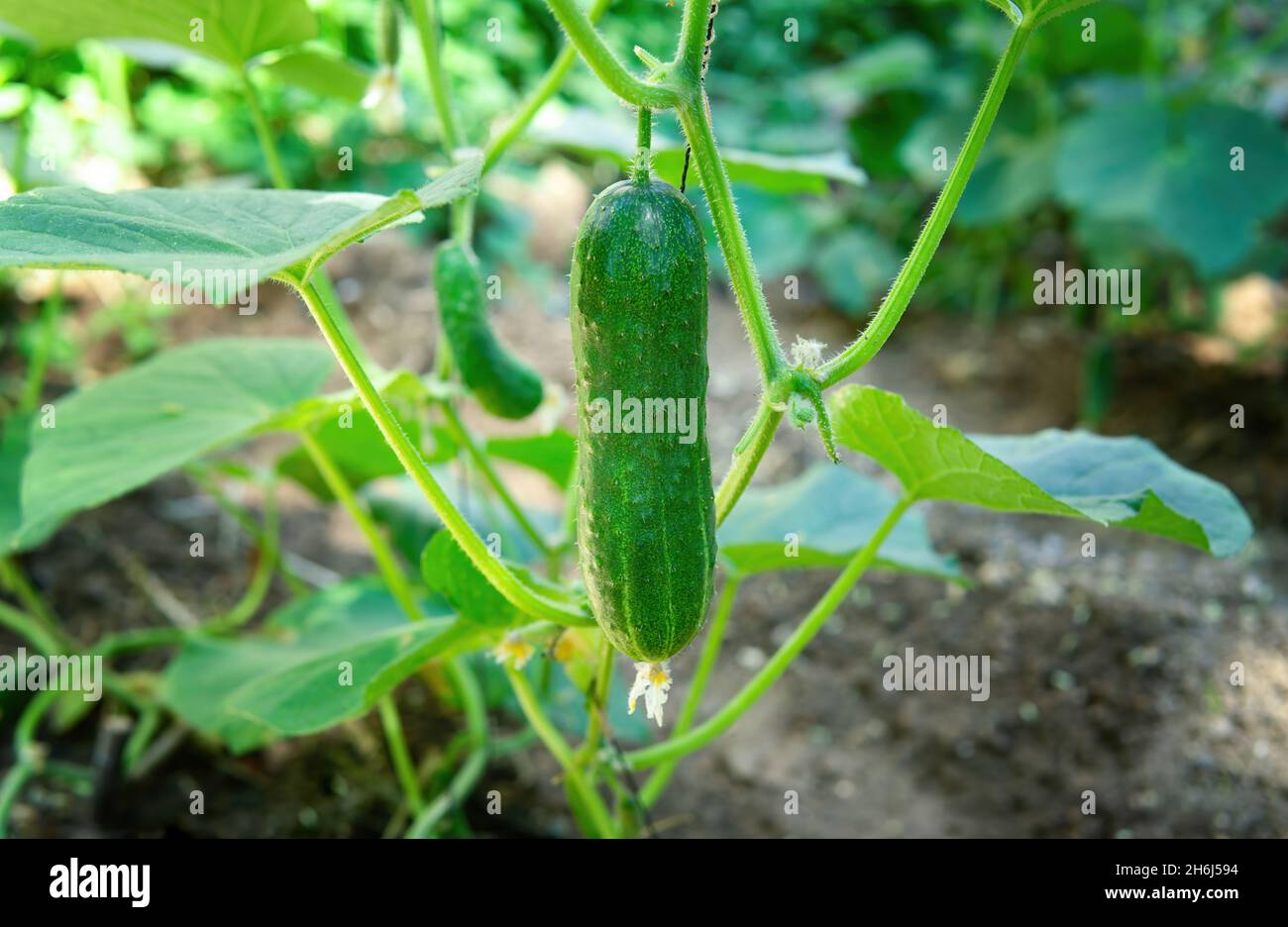 Close-up of a fresh cucumber on a vine in the garden ready for ...