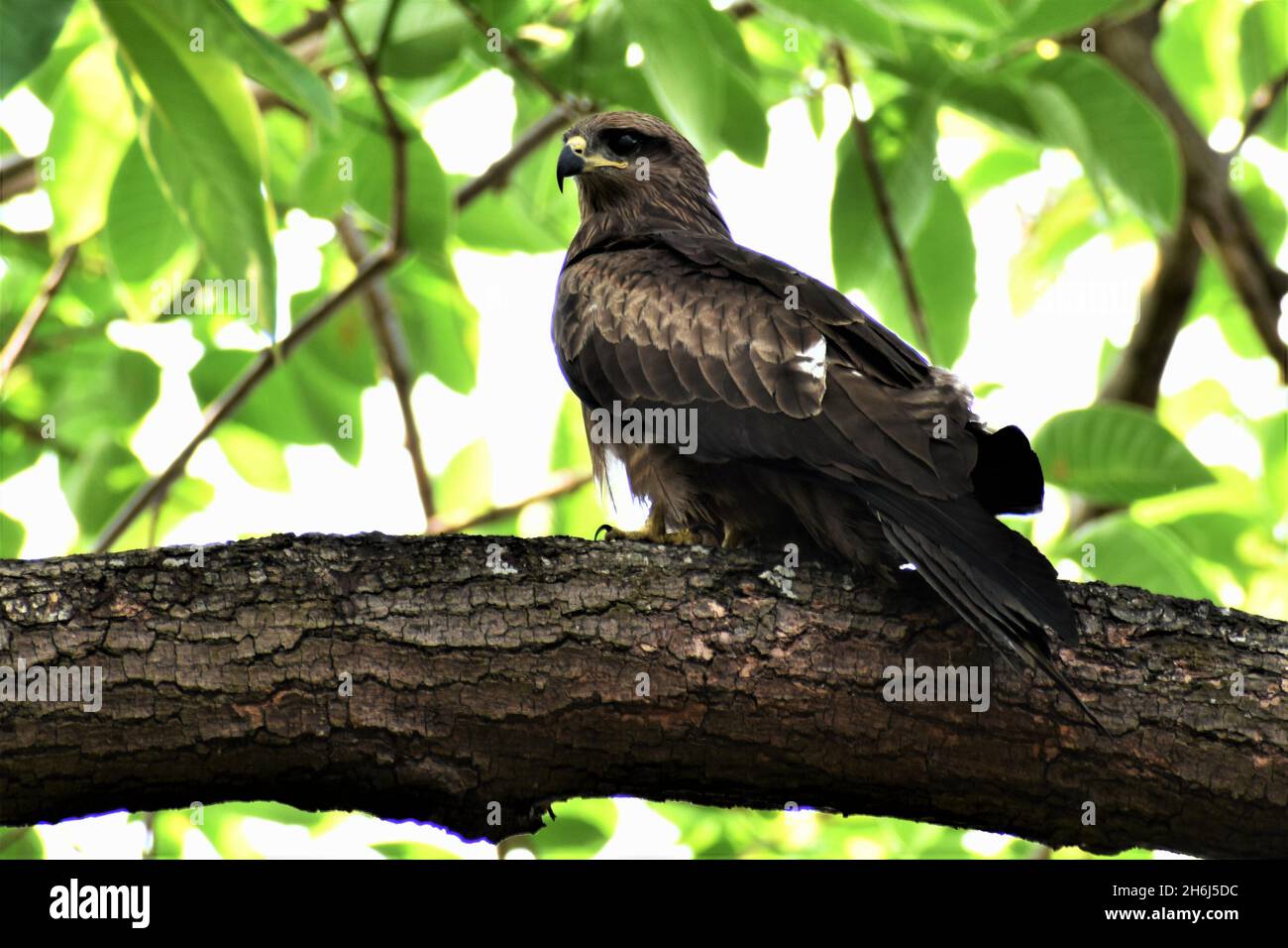Indian Kite Bird