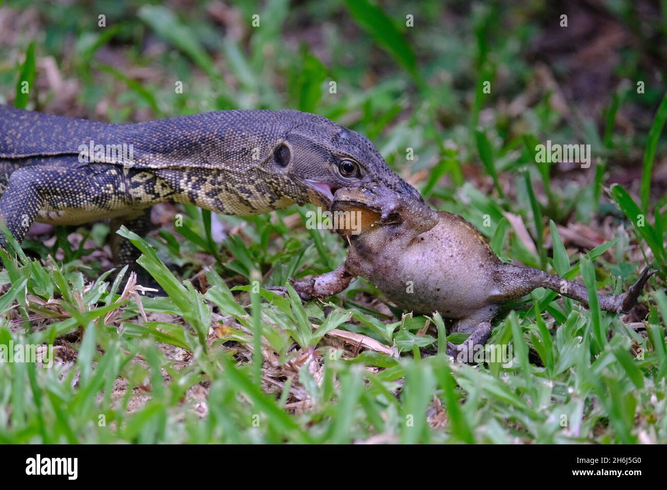 Frog Eats Lizard