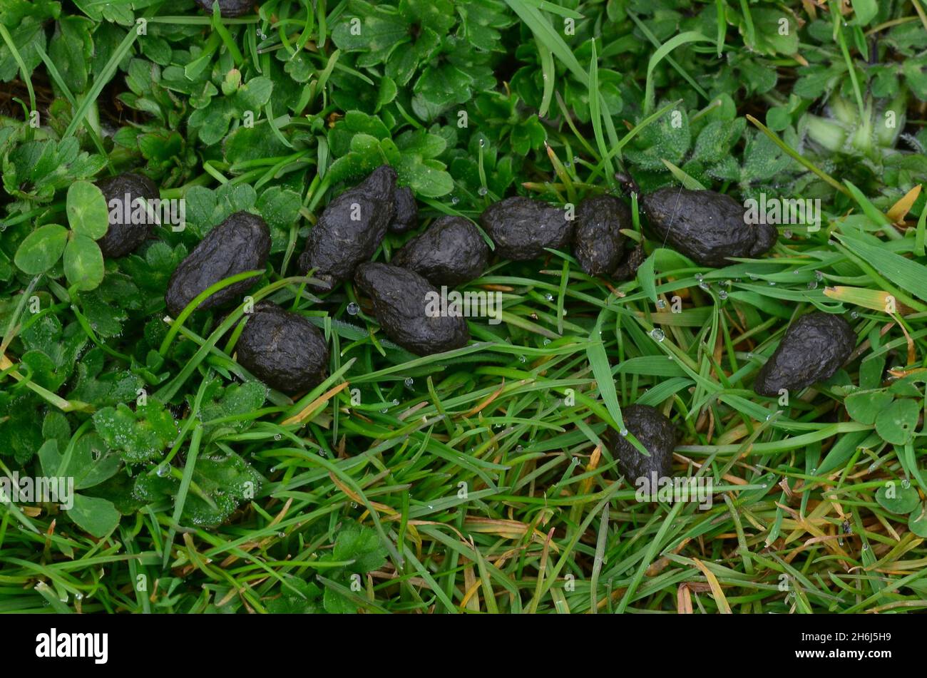 Rabbit Droppings High Resolution Stock Photography and Images - Alamy