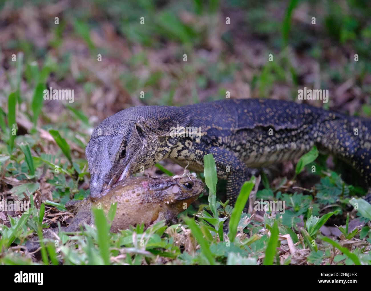 Closeup of a Monitor lizard eating frog Stock Photo - Alamy