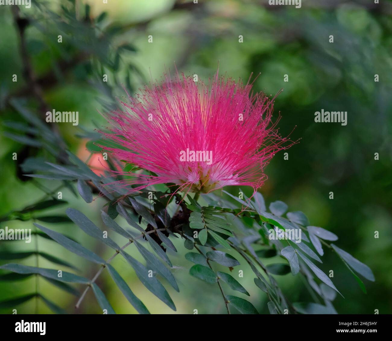 Silk tree flower hi-res stock photography and images - Alamy