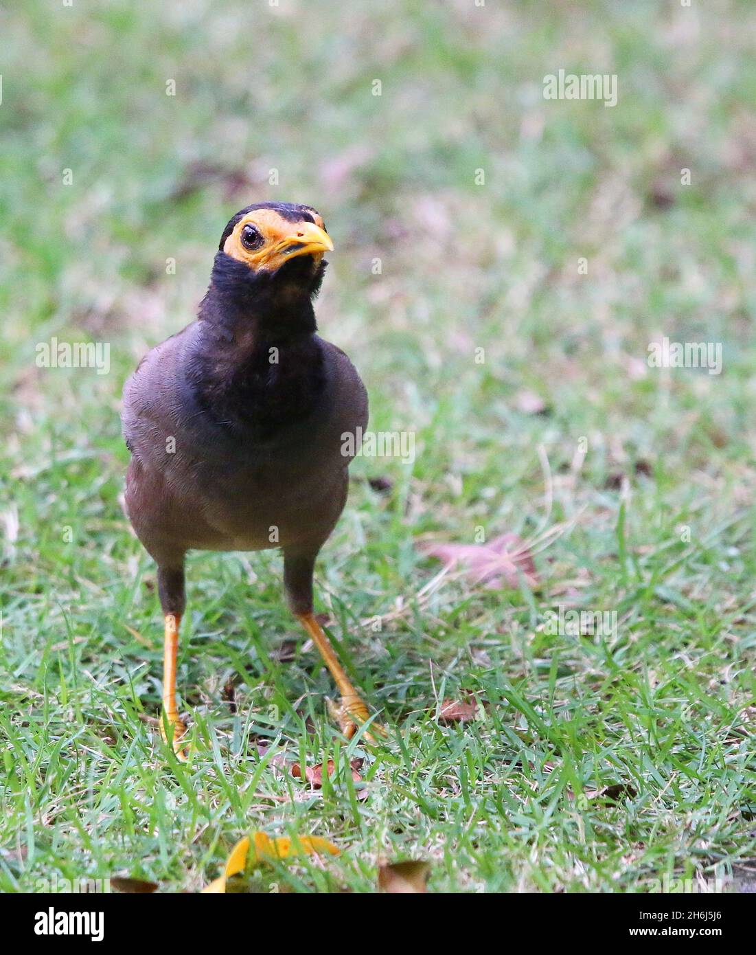 Closeup of a common myna bird in Singapore Stock Photo - Alamy