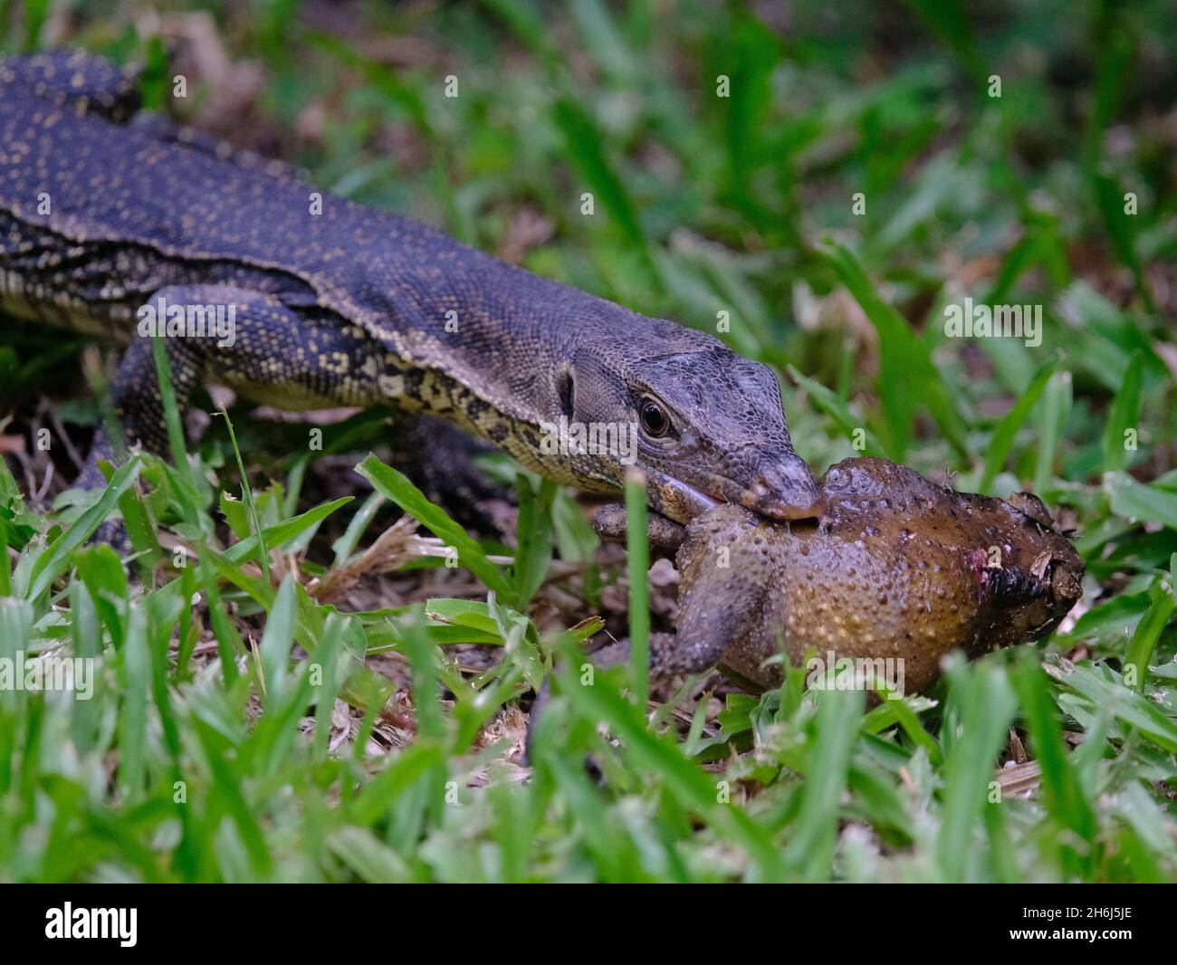 Closeup of a Monitor lizard eating a frog Stock Photo - Alamy