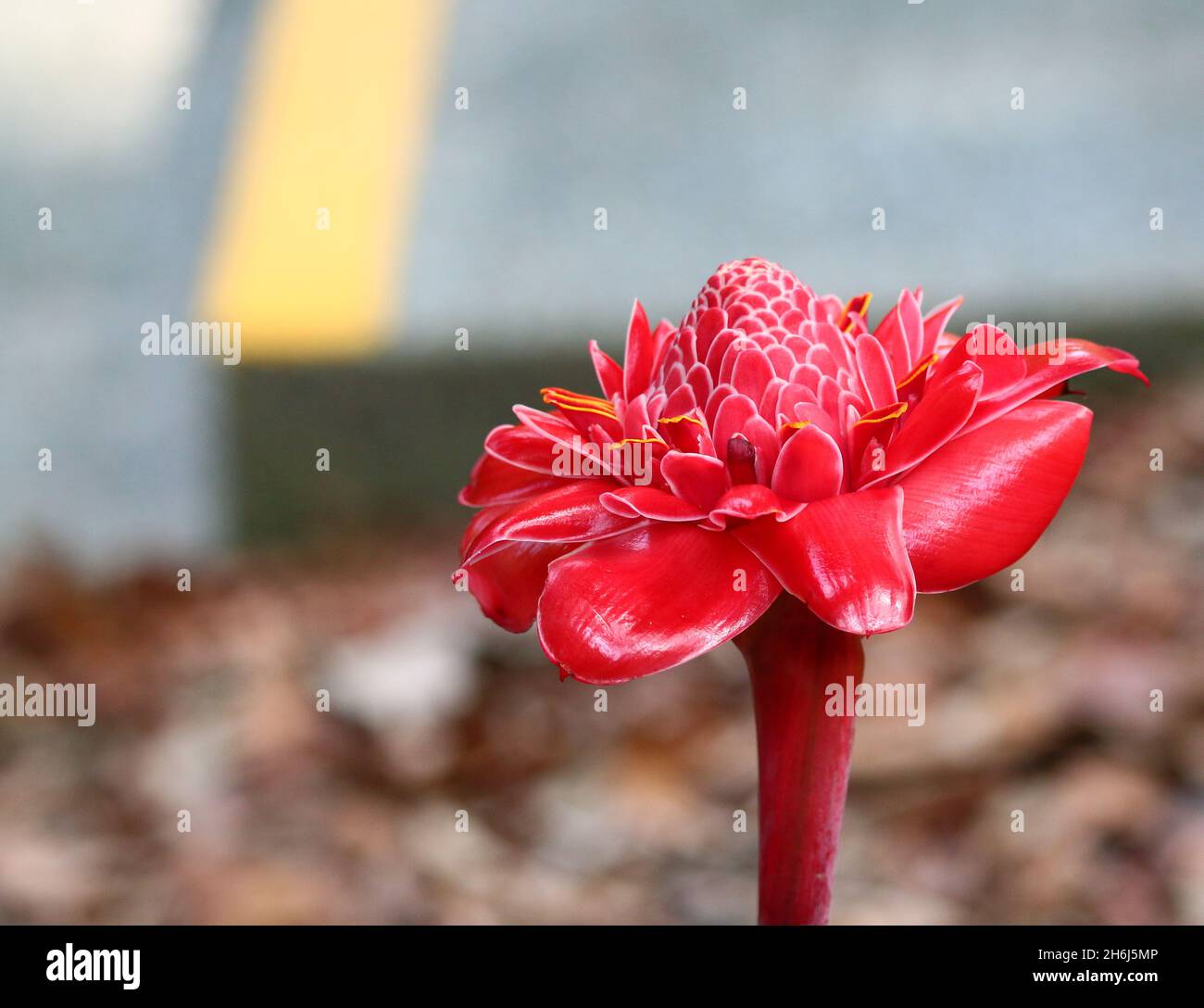 Closeup of a beautiful ginger flower in a Singapore botanic garden ...