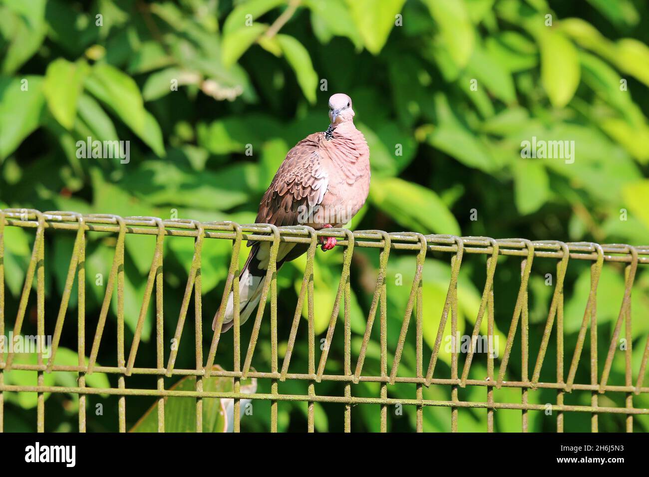 Beautiful pigeon perched on a gate Stock Photo - Alamy