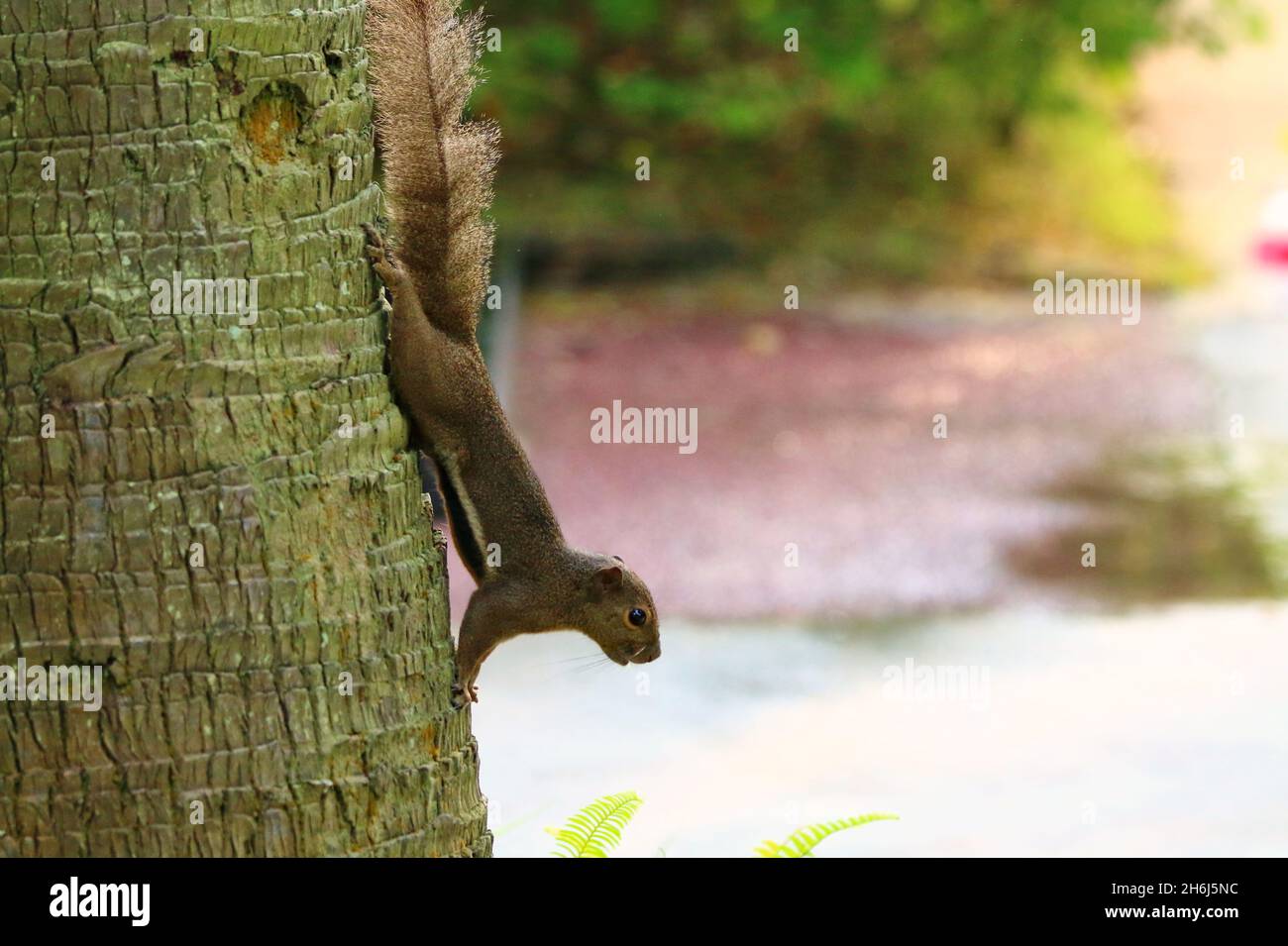 Squirrel running on tree branch hi-res stock photography and images - Alamy