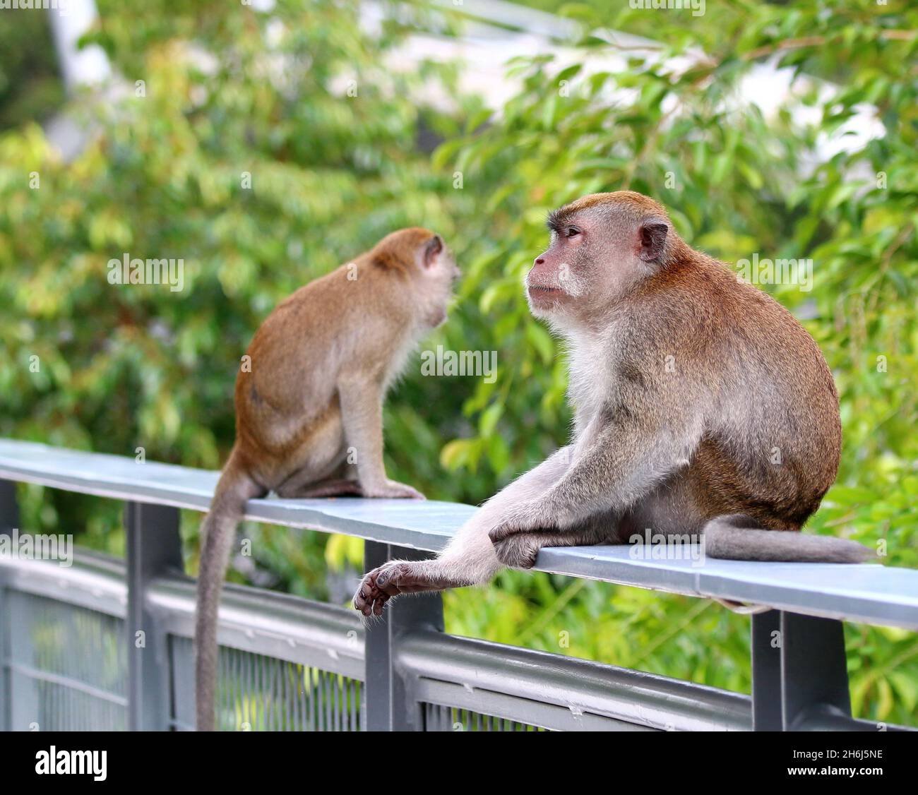 Brown monkeys in a park in Singapore Stock Photo - Alamy