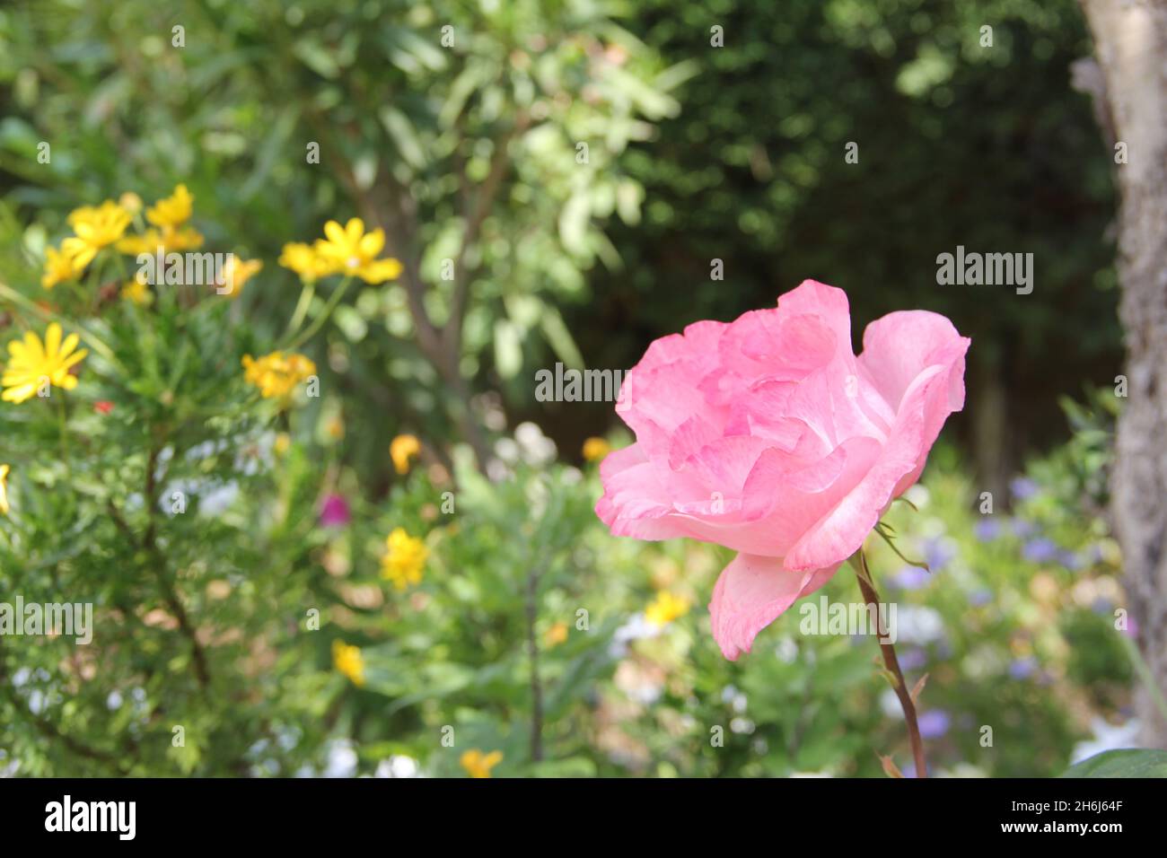 Flores coloridas en primavera Stock Photo - Alamy
