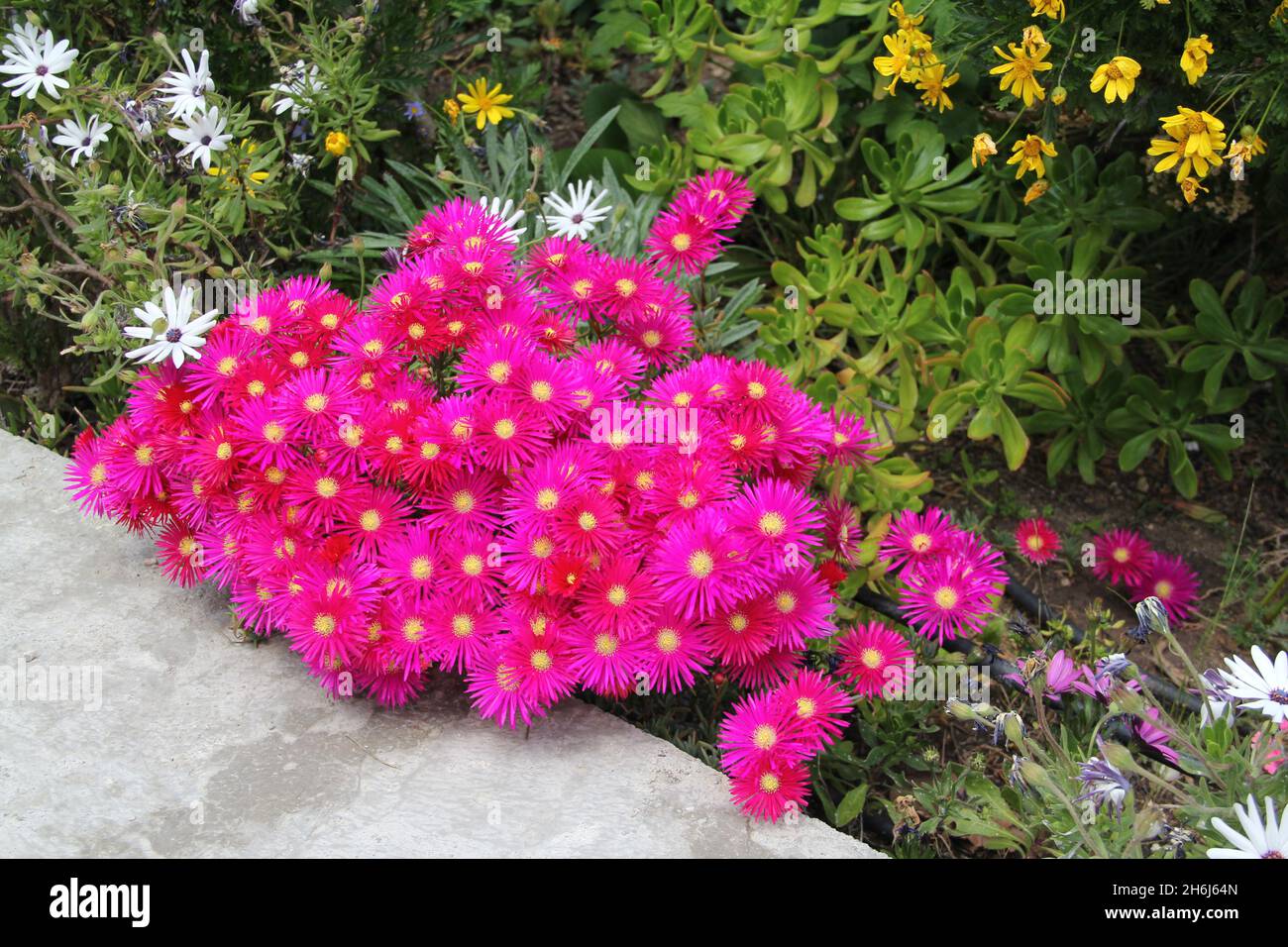 Flores coloridas en primavera Stock Photo - Alamy