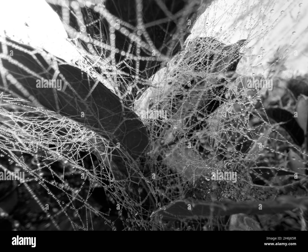 Hundreds of spider nets covered with multiple dew drops early in the ...