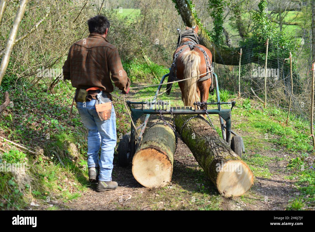 Heavy horse extracting timber from woodland. Dorset, UK Stock Photo - Alamy