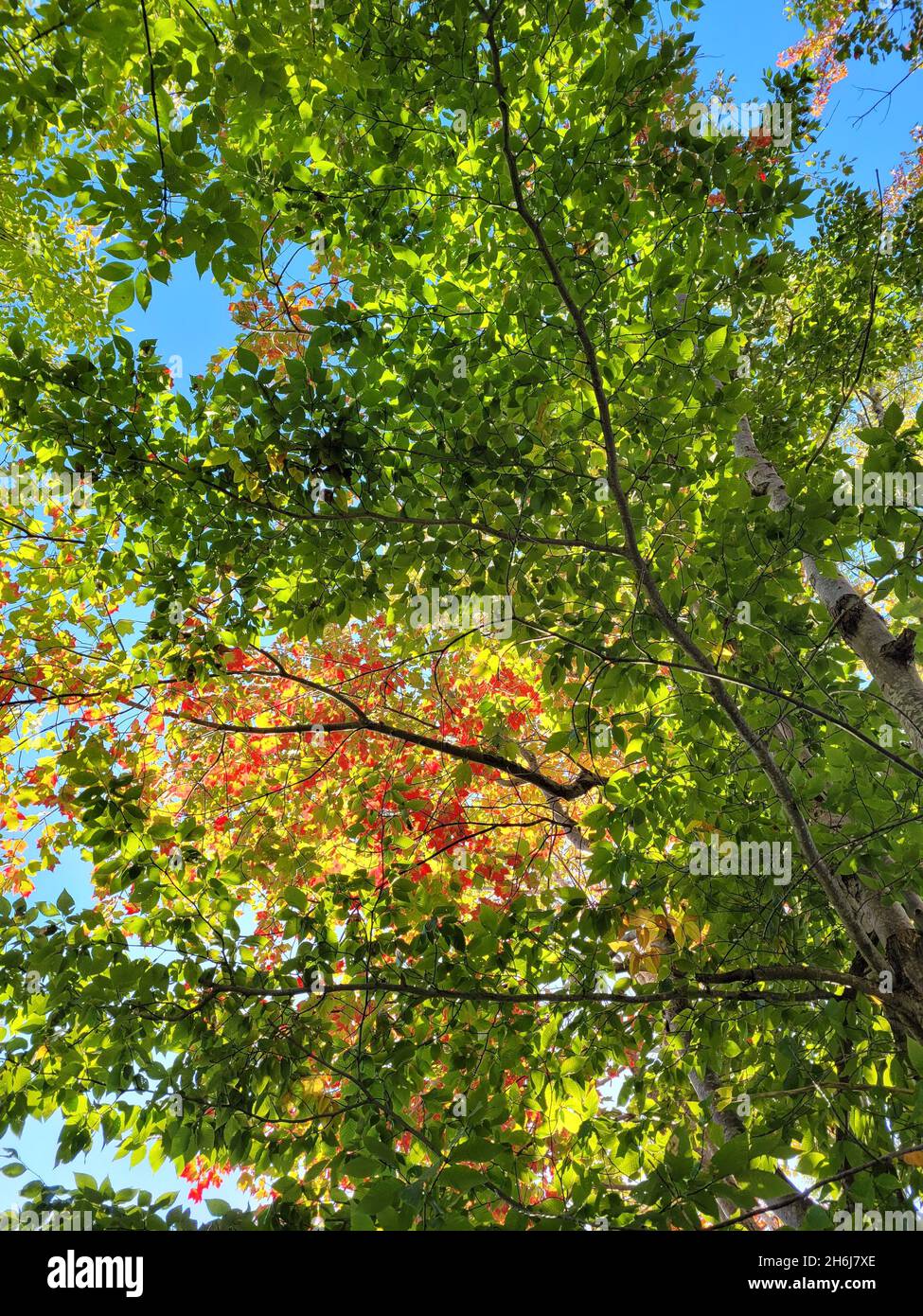 Shot of a tree from below changes fall colours Stock Photo - Alamy