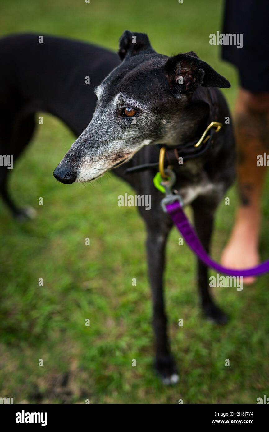 Vertical shot of a black whippet with a leash in a grassland Stock ...