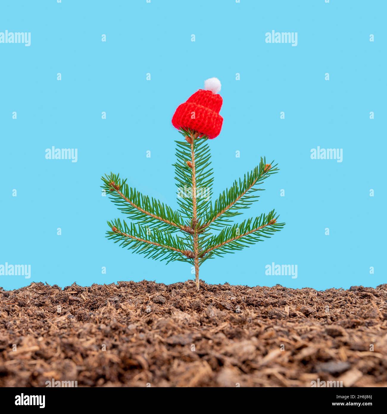 Vertical shot of a fir twig and winter hat on the ground on a pastel ...