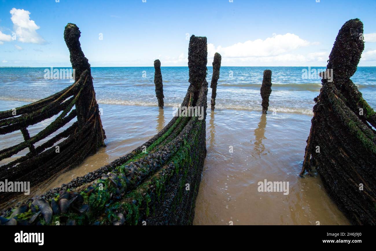 Bouchot Mussels High Resolution Stock Photography and Images - Alamy