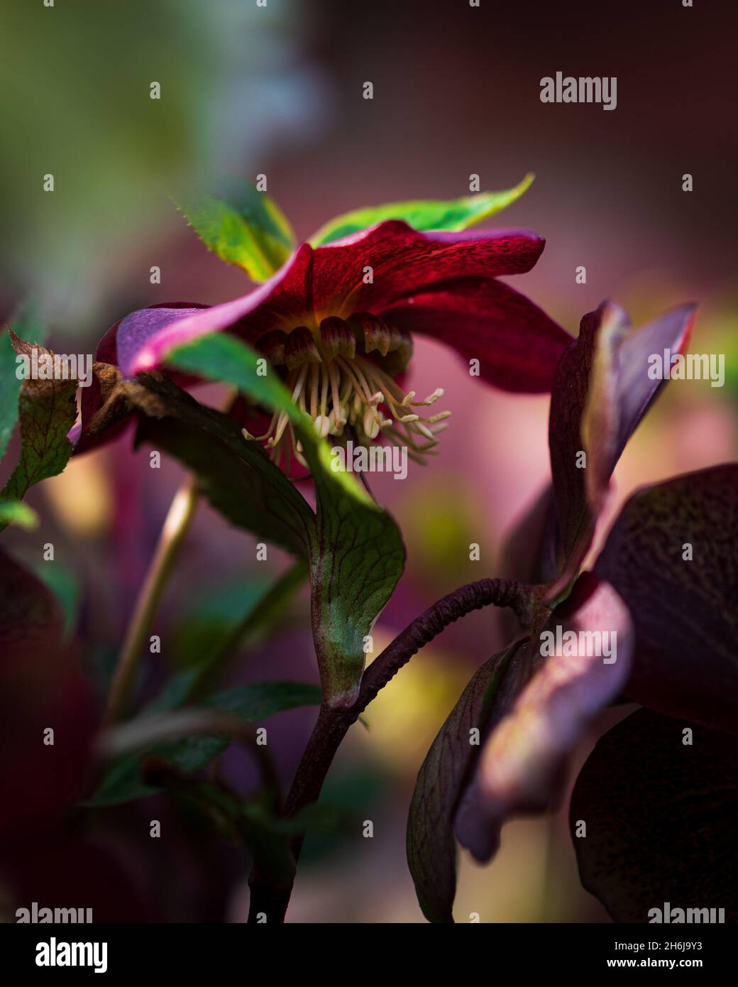Red hellebore flowers hi-res stock photography and images - Alamy