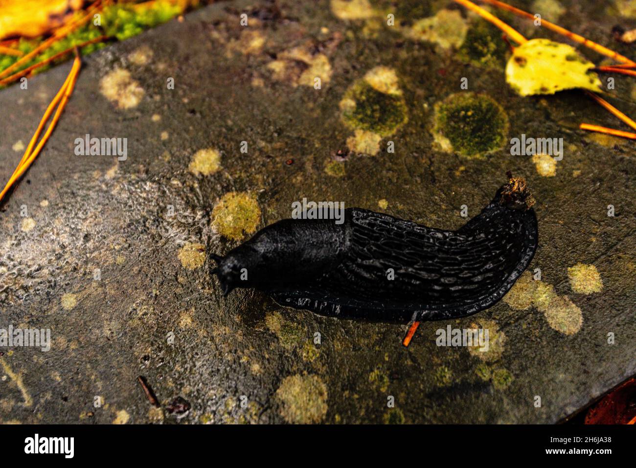Invertebrates in their natural environment. Macro photography Stock ...