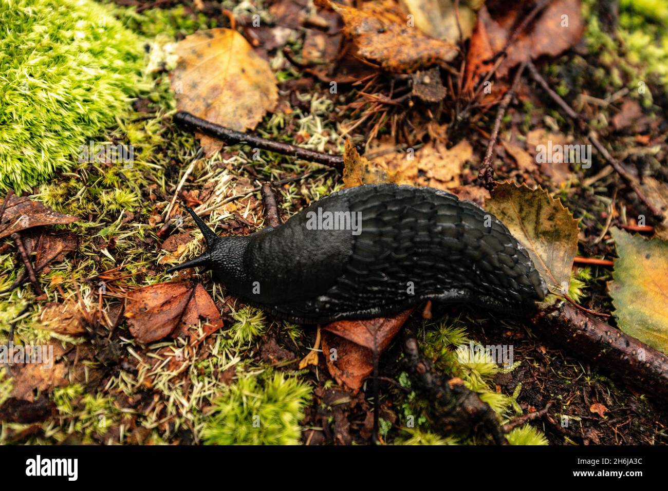 Invertebrates in their natural environment. Macro photography Stock ...