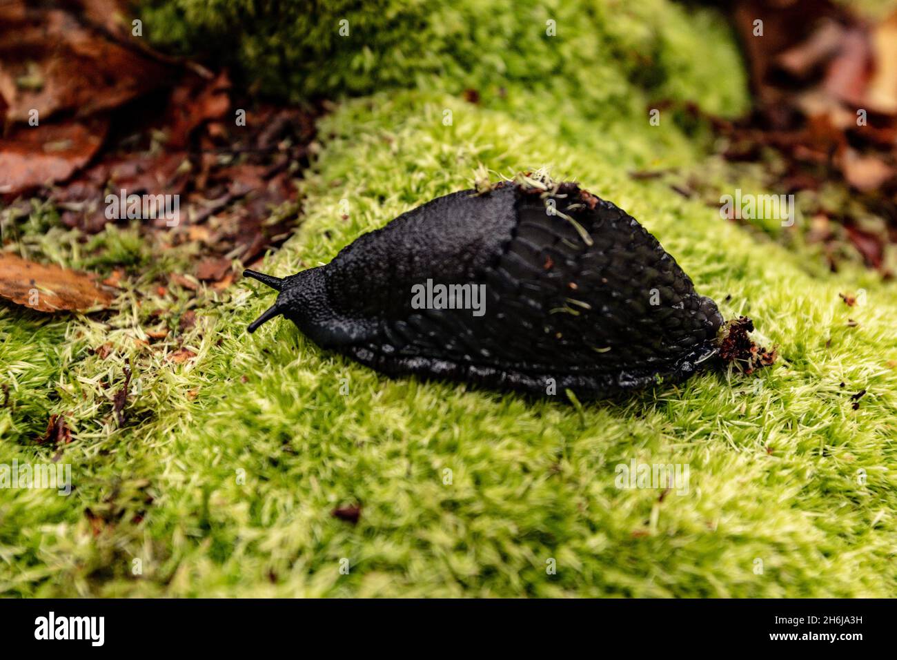 Invertebrates in their natural environment. Macro photography Stock ...