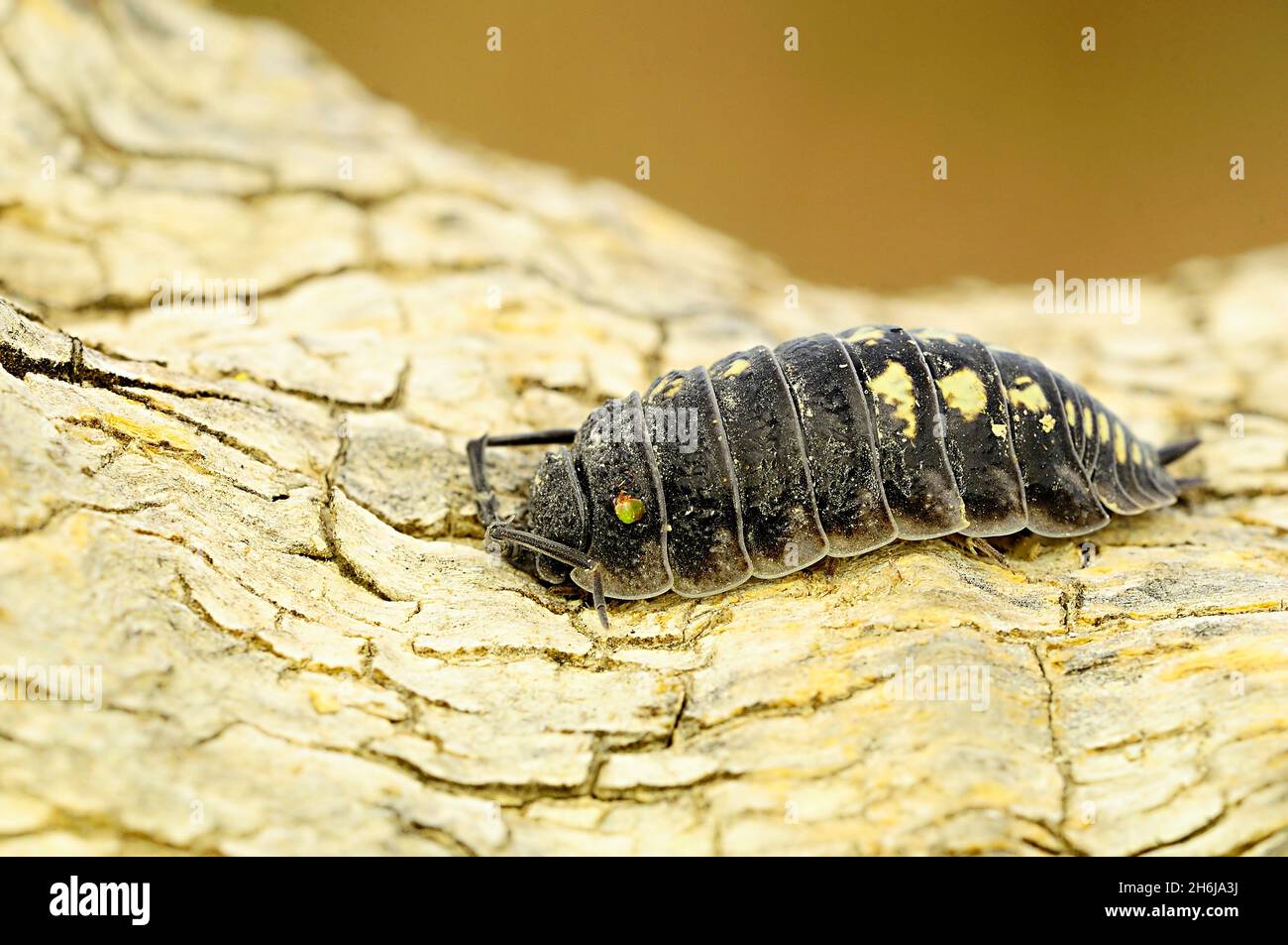 Invertebrates in their natural environment. Macro photography Stock ...