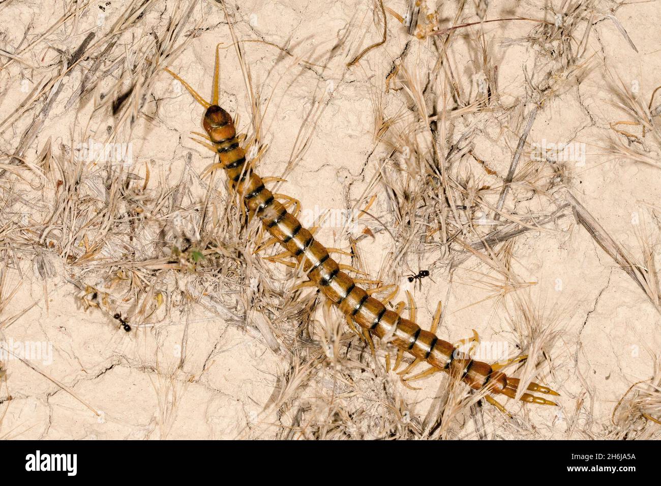 Invertebrates in their natural environment. Macro photography Stock ...