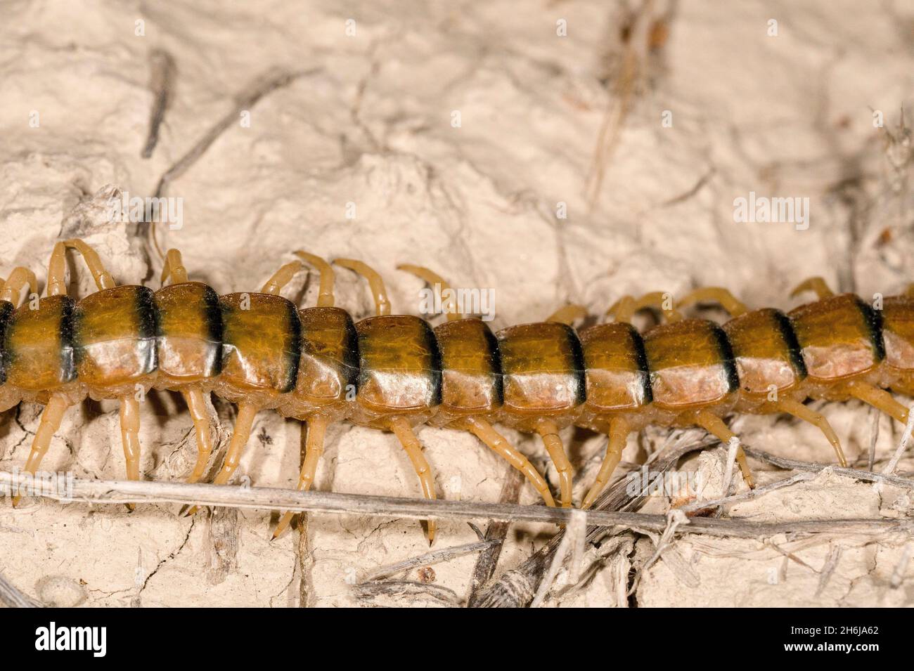 Scolopendra cingulata hi-res stock photography and images - Alamy