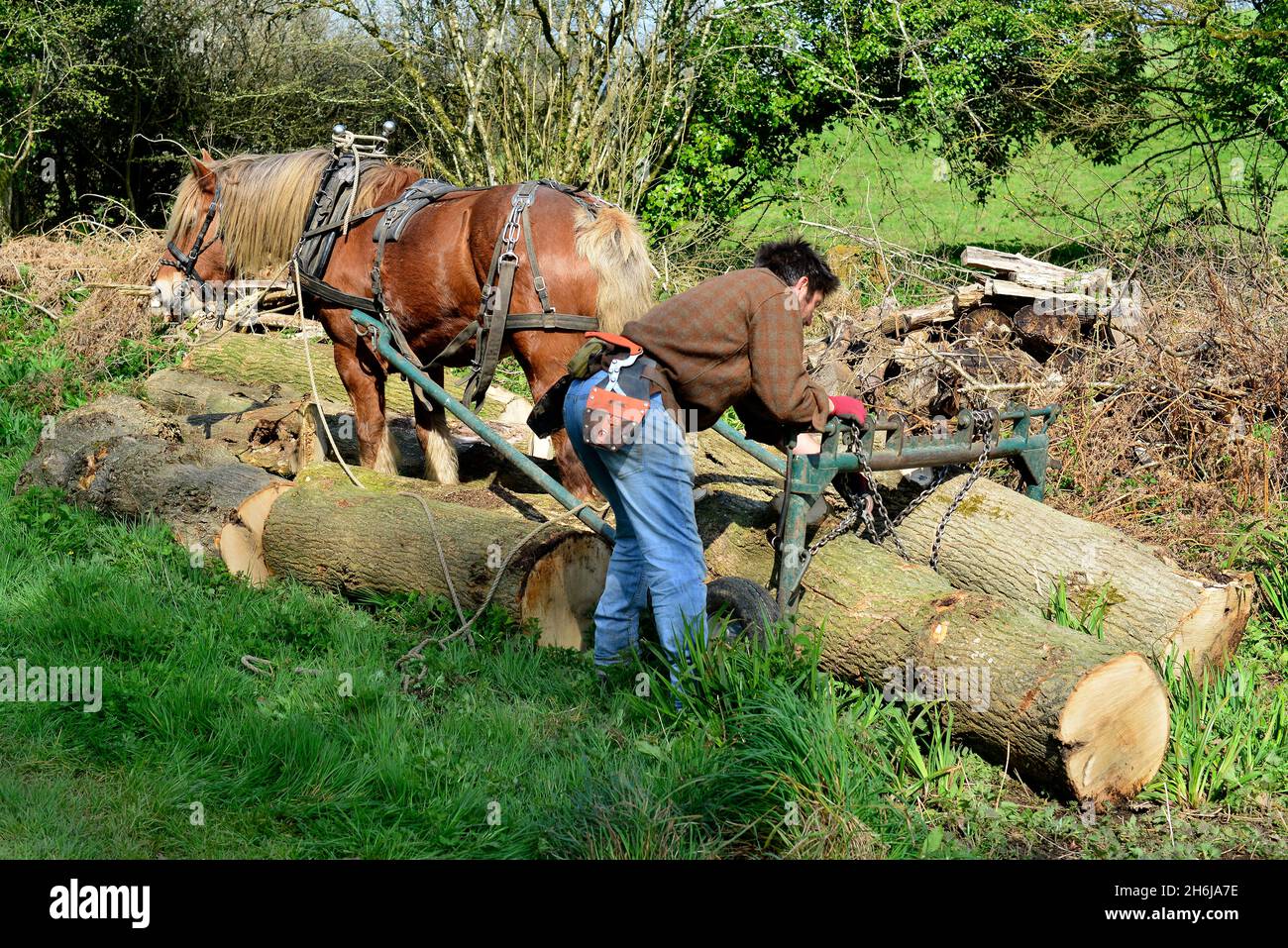Heavy horse extracting timber from woodland. Dorset, UK Stock Photo - Alamy