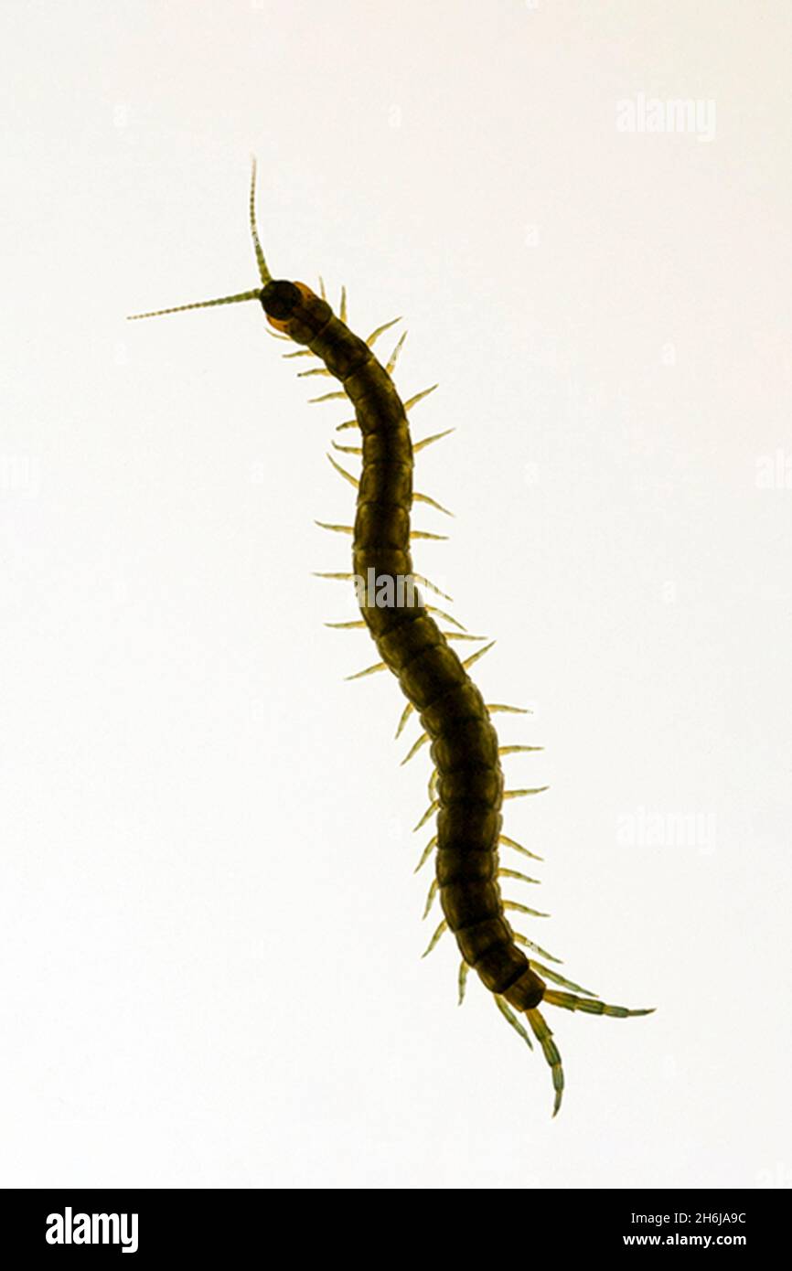 Invertebrates in their natural environment. Macro photography Stock ...
