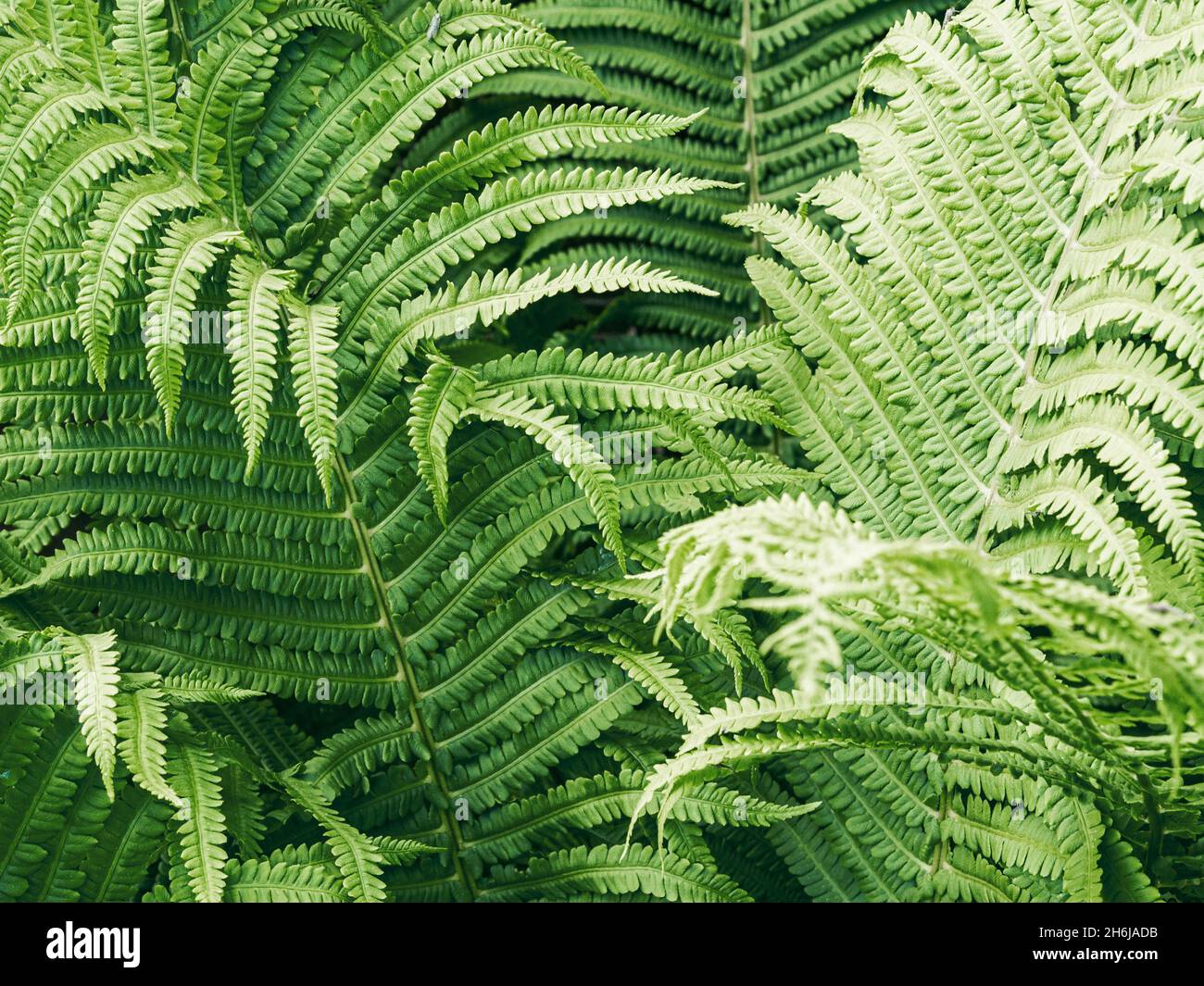 Botany background hi-res stock photography and images - Alamy