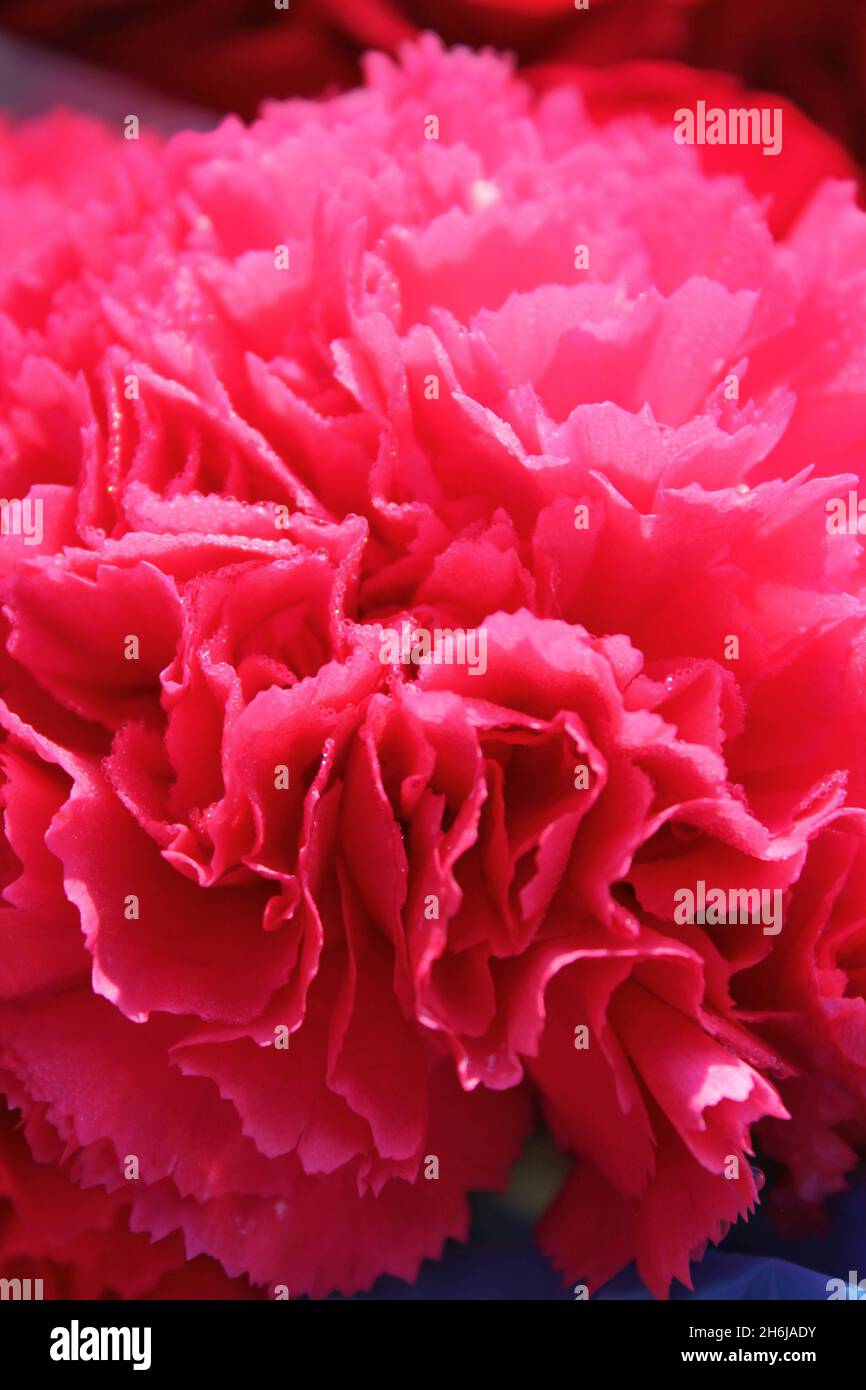 Gorgeous bouquet of fresh cheerful bright red carnations and flowers in ...