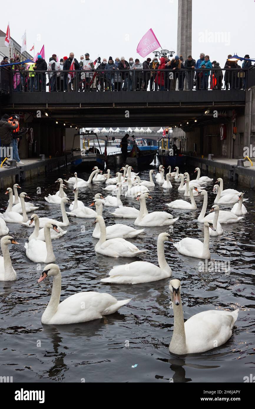 Hamburg, Germany. 16th Nov, 2021. Swans are herded together in the town ...