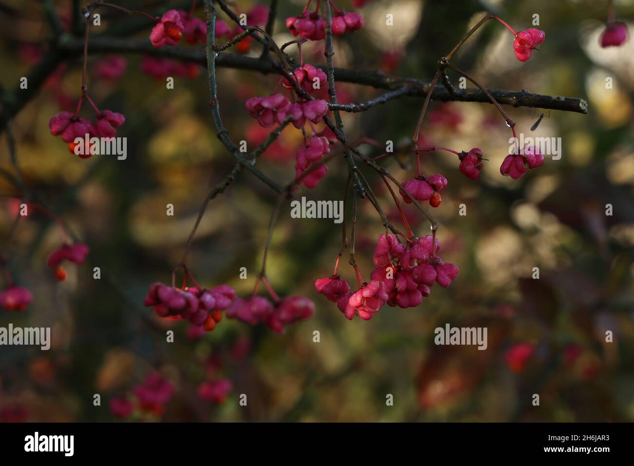 Spindleberry hi-res stock photography and images - Alamy