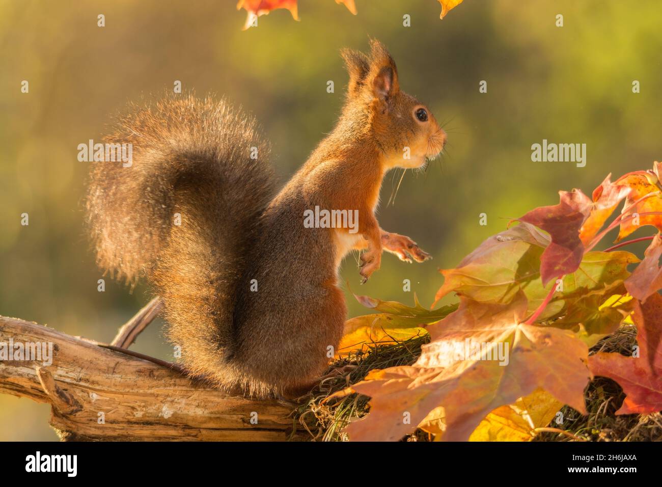 Swedish squirrel hi-res stock photography and images - Alamy
