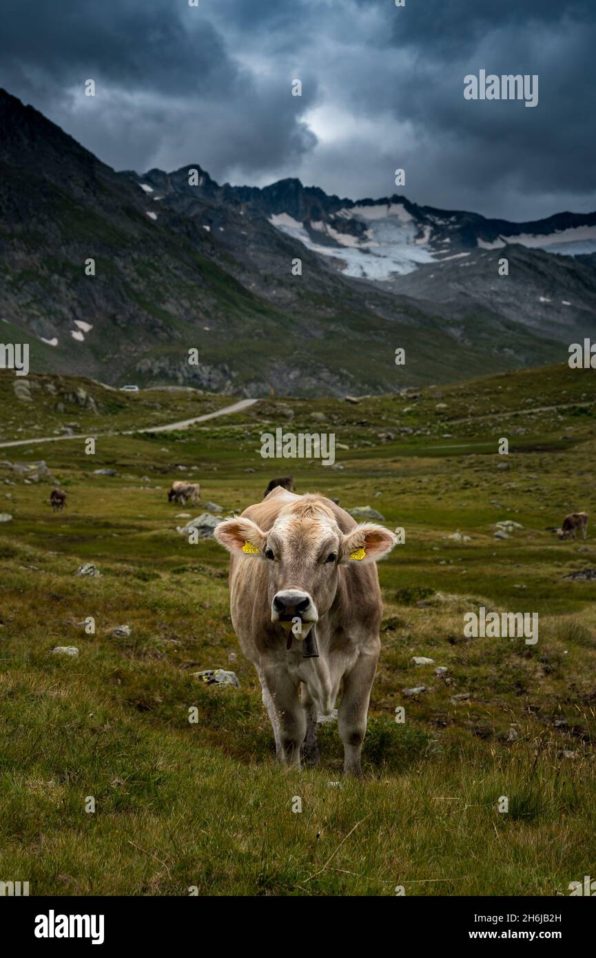 portrait of a young cow in the swiss alps in Val Maighels, Surselva ...