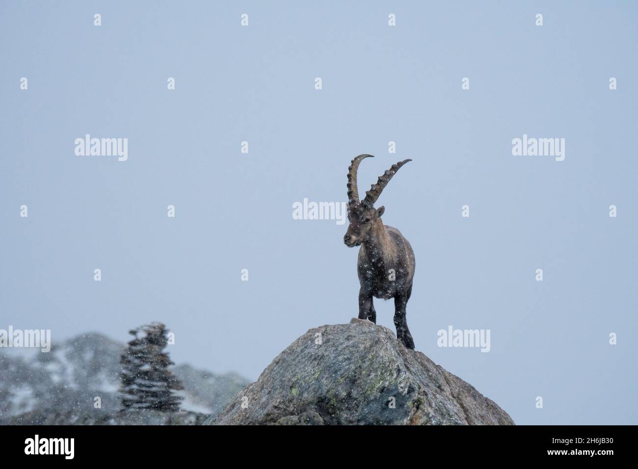 alpine ibex in snowfall in Ticino Stock Photo - Alamy