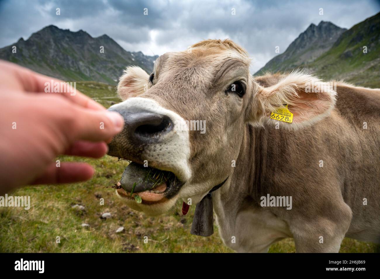 close-up of a brown young cow in the swiss alps in Val Maighels ...