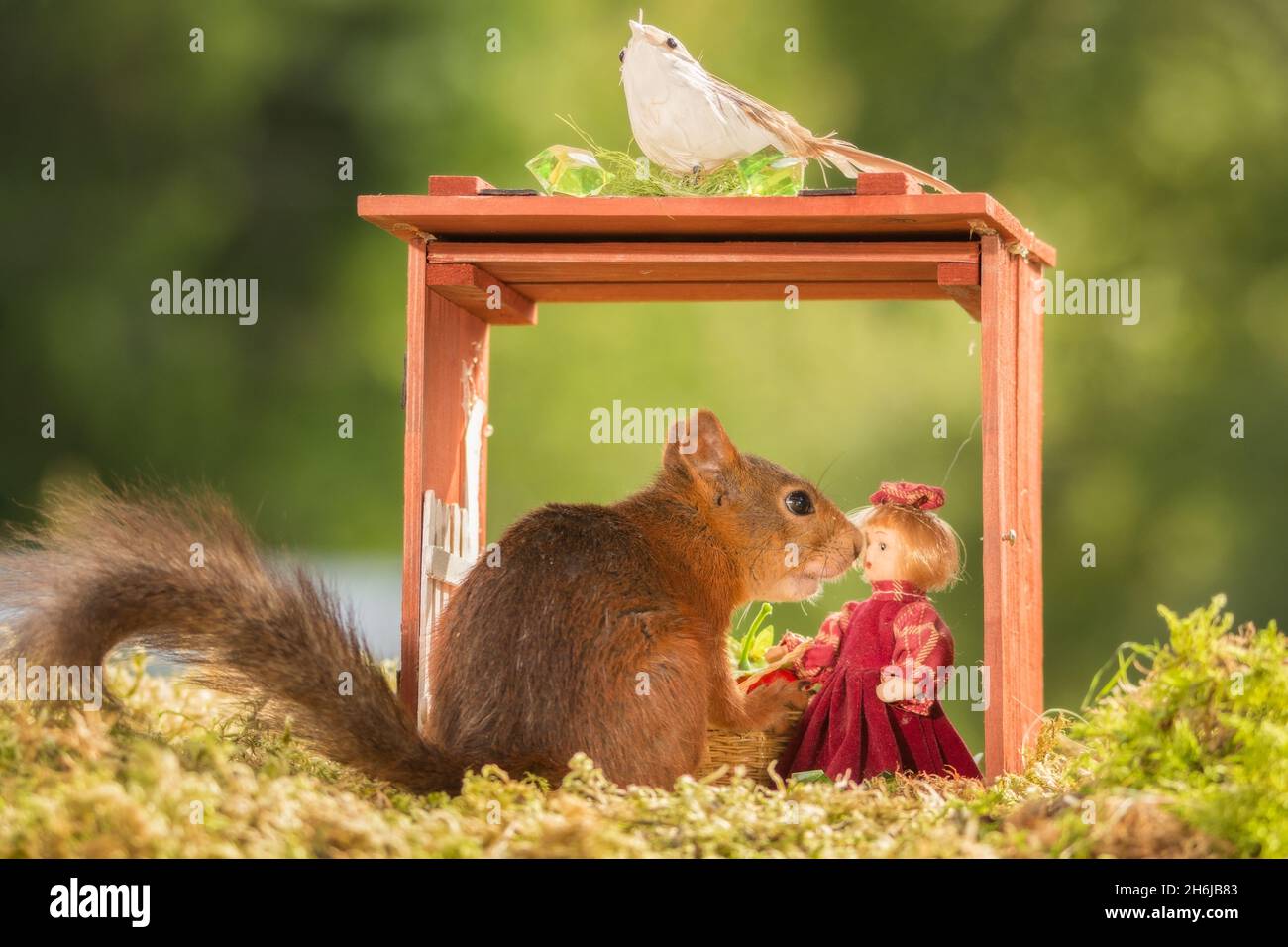 Squirrel girl hi-res stock photography and images - Alamy