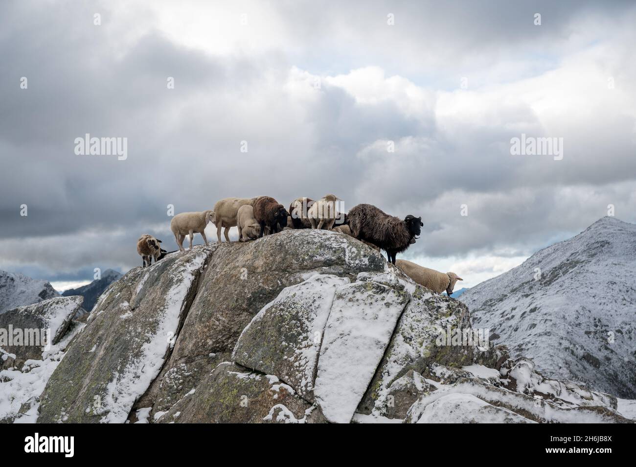 Swiss winter sheep hi-res stock photography and images - Alamy