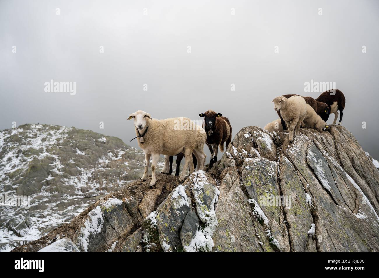 Swiss winter sheep hi-res stock photography and images - Alamy