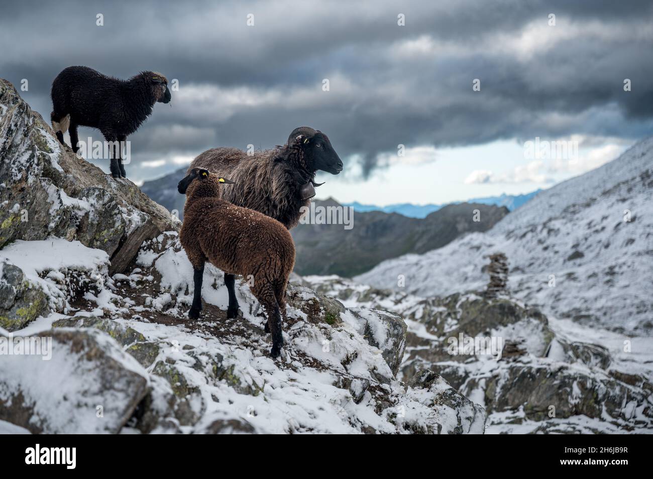 alpine sheep in the swiss alps in snow Stock Photo - Alamy