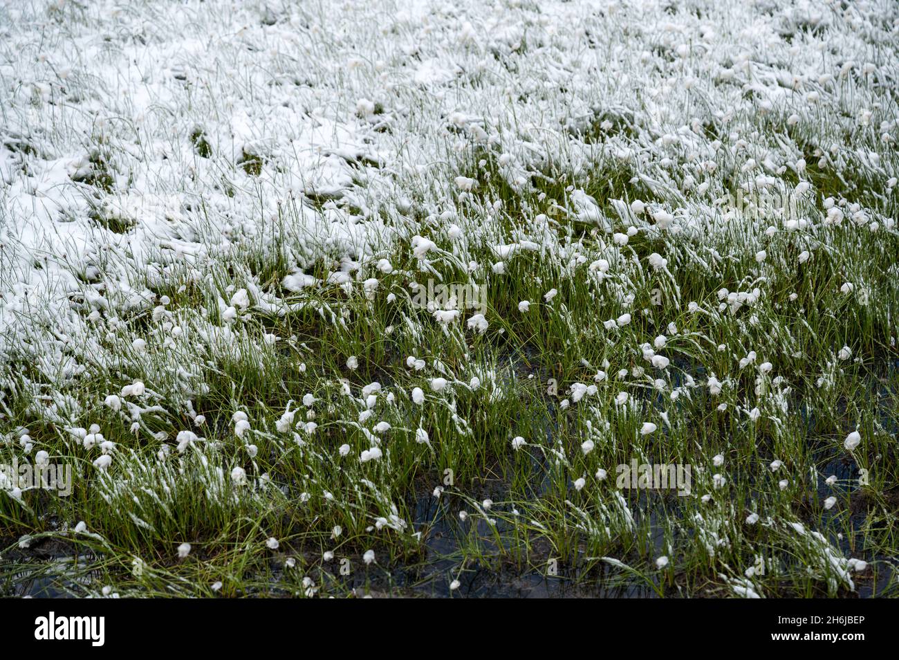 cottongrass in first snow Stock Photo - Alamy