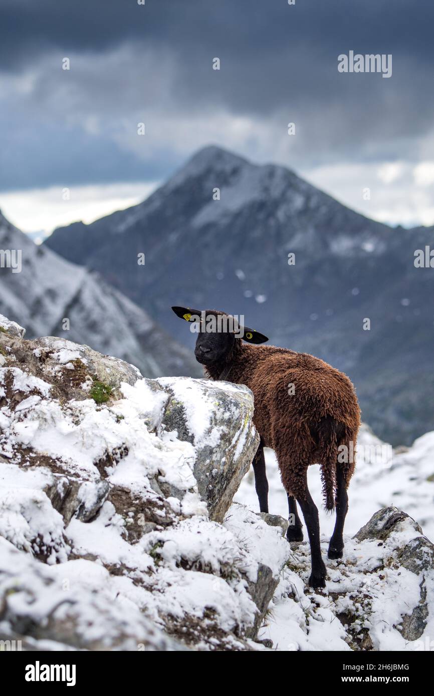 a black sheep in the swiss alps in snow Stock Photo - Alamy