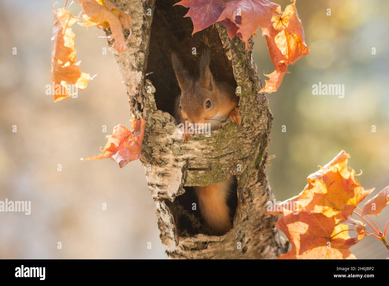 Red squirrel in a hollow tree with leaves hi-res stock photography and ...